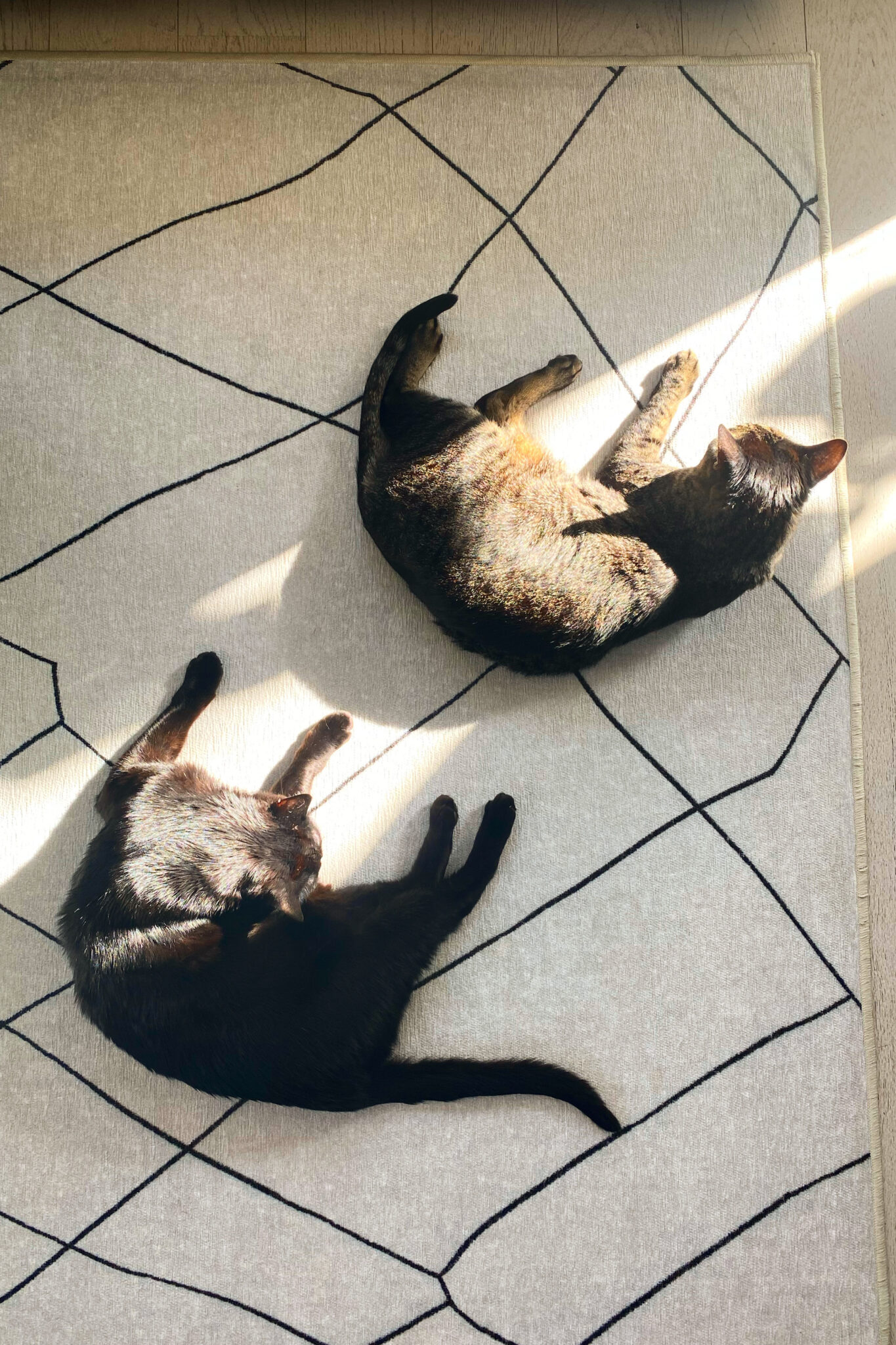 My Ruggable Review - Home Design - Rugs - HealthyHappyLife.com