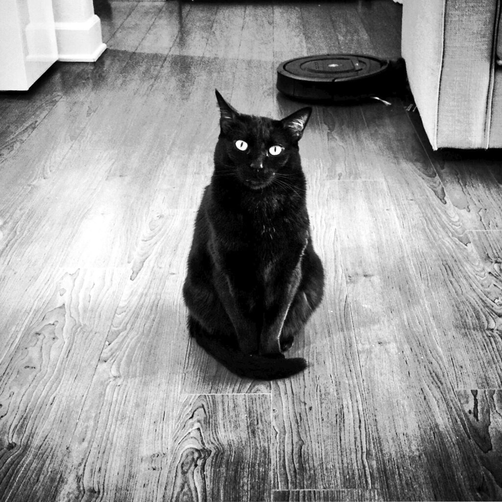 How I Found My Lost Cat - Tips to Help - HealthyHappyLife.com
